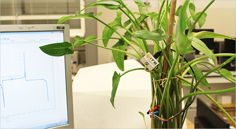 El proyecto europeo Watchplant busca convertir las plantas en sensores ...